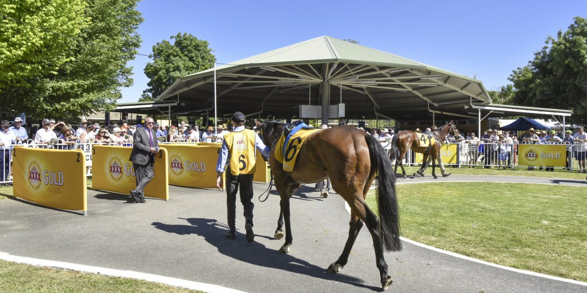 Carnival – Snake Gully Cup